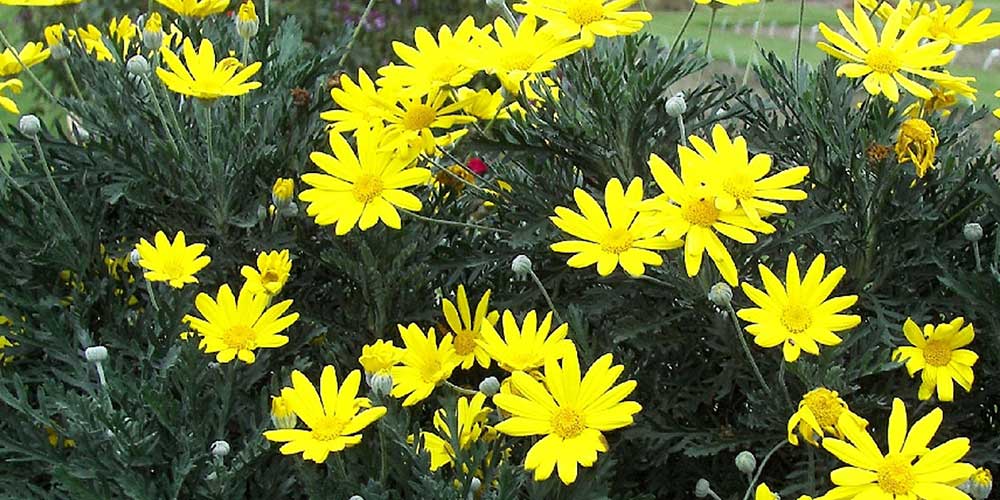 Euryops pectinatus – NVOC De Lage Landen